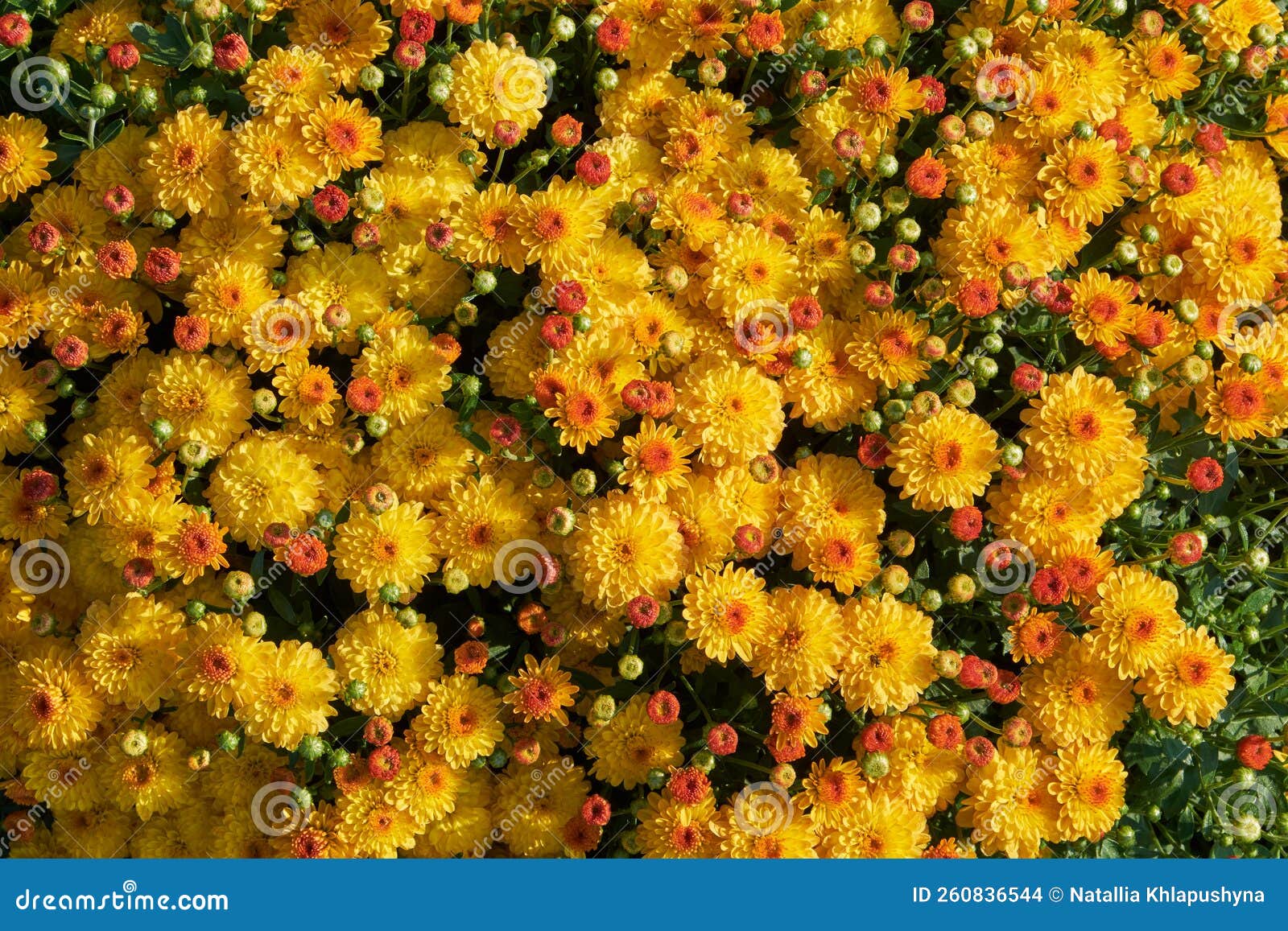 Background of Yellow Chrysanthemum Flowers Stock Photo - Image of ...