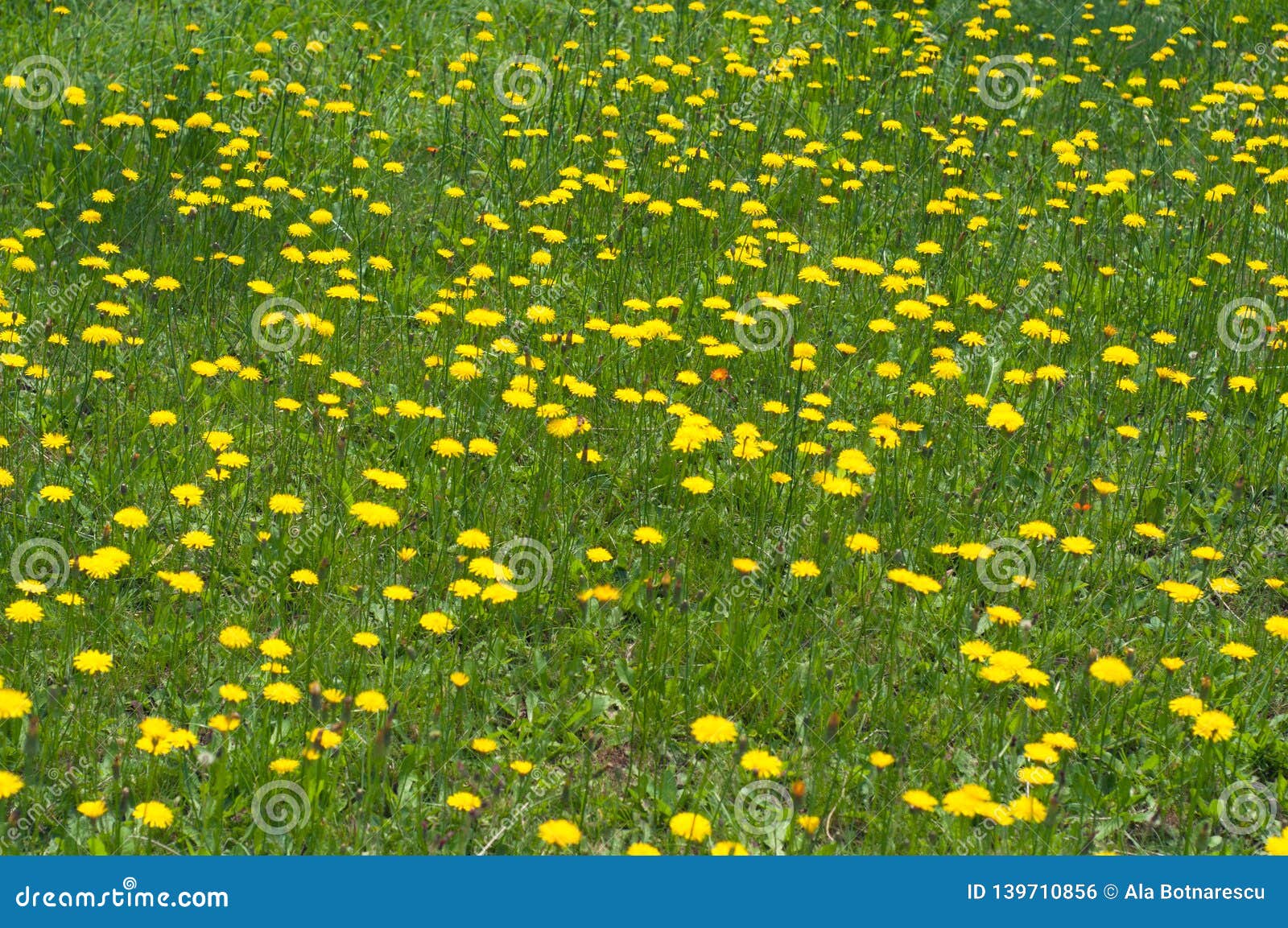 Background of Yellow Dandelion. Meadow of Multiple Yellow Dandelion ...