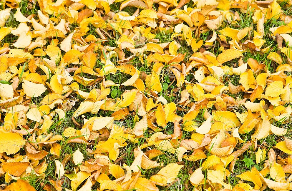 Background Yellow Fallen Elm Leaves Stock Image - Image of ground ...