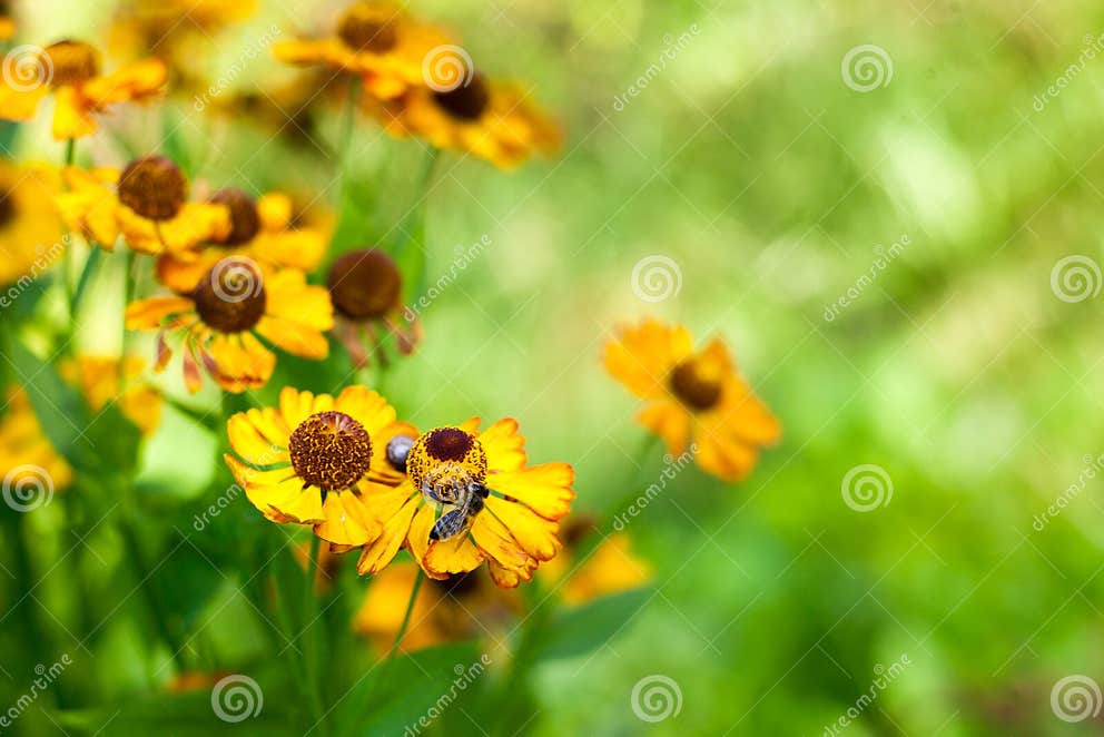 Background with Yellow Flowers and Bees Stock Image - Image of floral ...