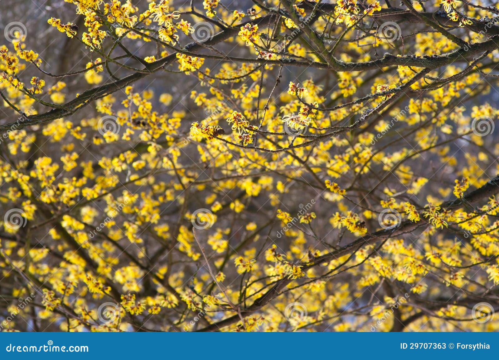 Hamamelis shrub in bloom stock image. Image of bright - 29707363
