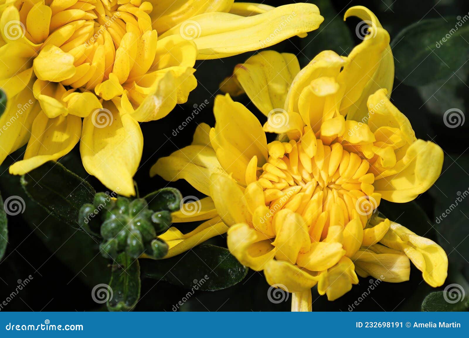 Background of Yellow Garden Mums in Bloom Stock Image - Image of ...