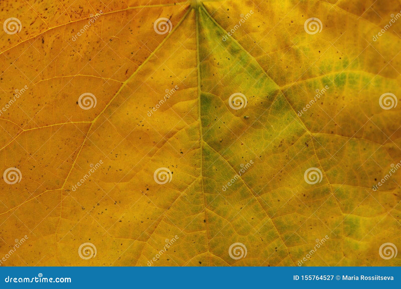 Background of Yellow Leaf Texture. Stock Image - Image of close, light ...