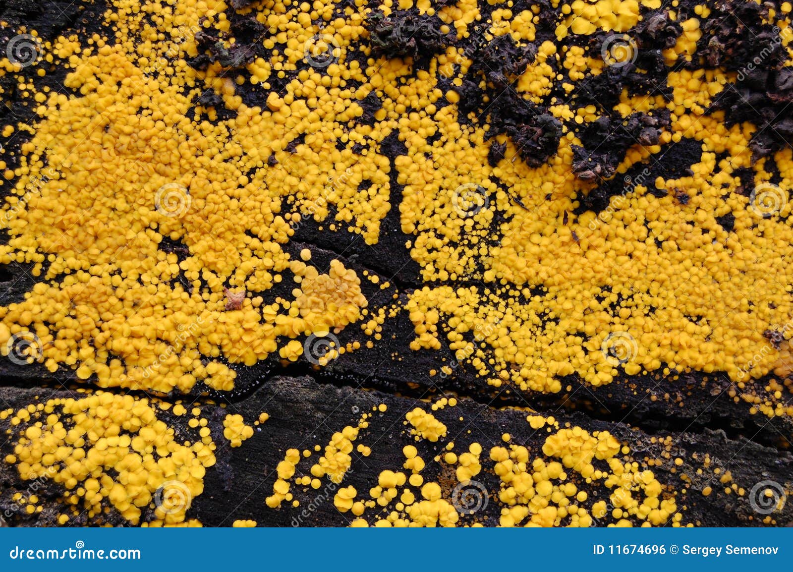 Background of a Yellow Moss Stock Photo - Image of background, abstract ...