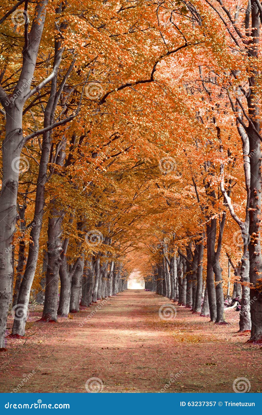 Orange Autumn Trees