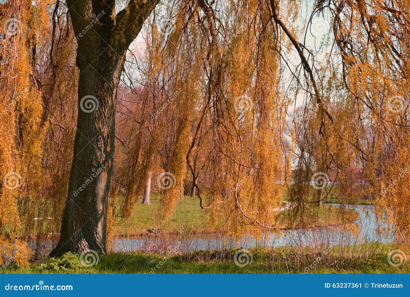 Background of Yellow, Orange, Red Fall Autumn Trees in the Forest Woods ...