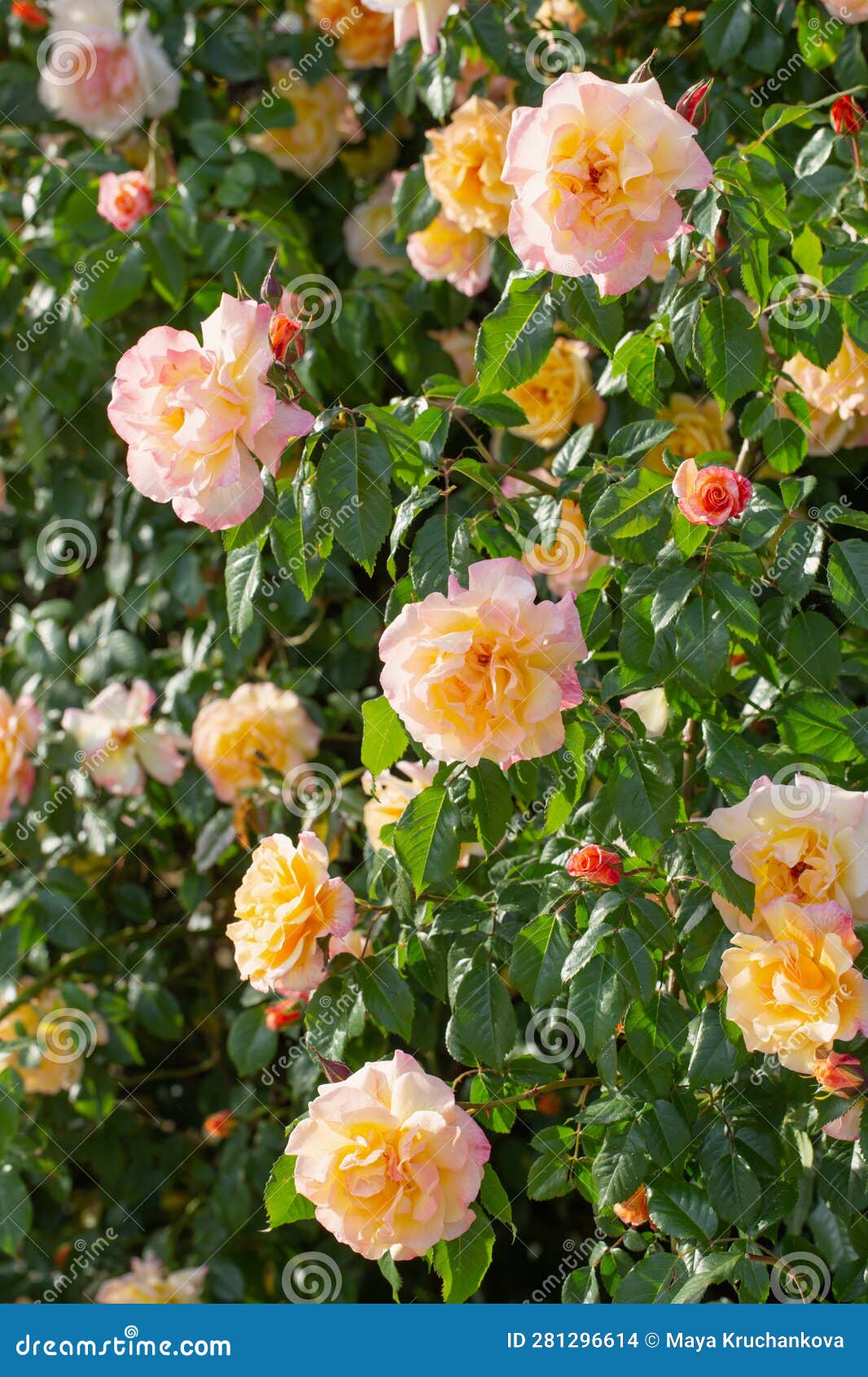 Background of Yellow and Pink Roses in Sunlight Stock Photo - Image of ...