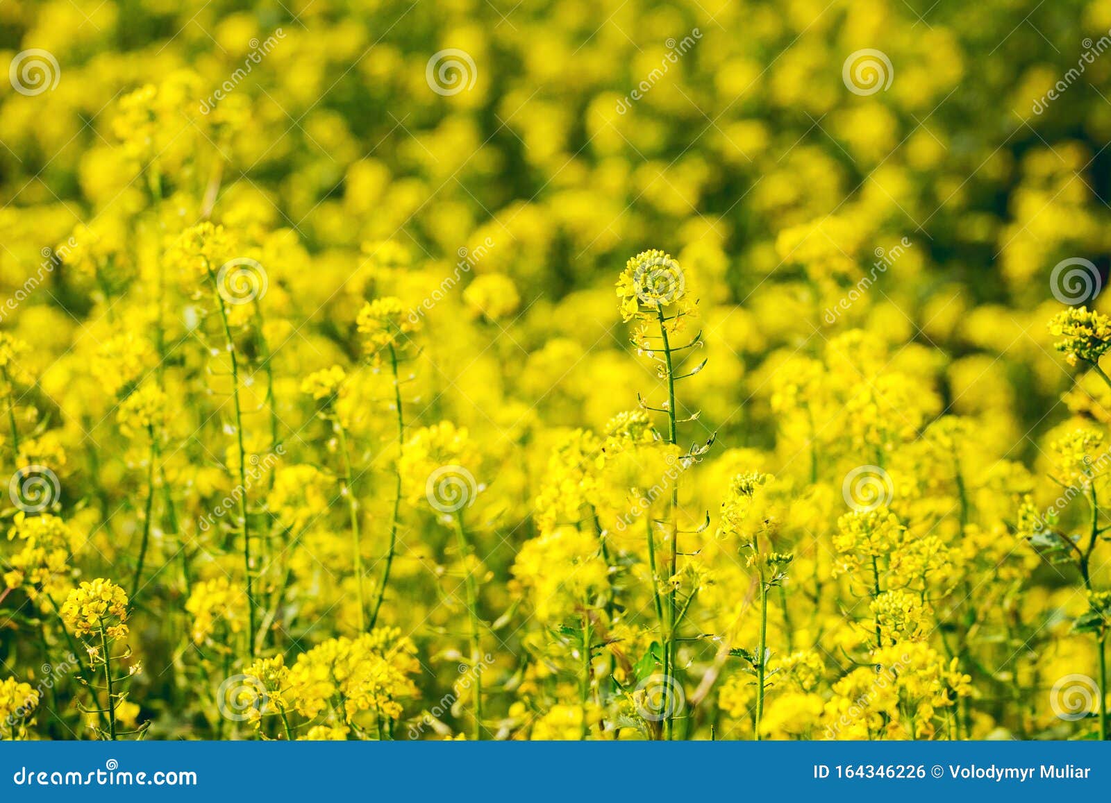 Background of Yellow Rapeseed Flowers. Field of Rapeseed during ...