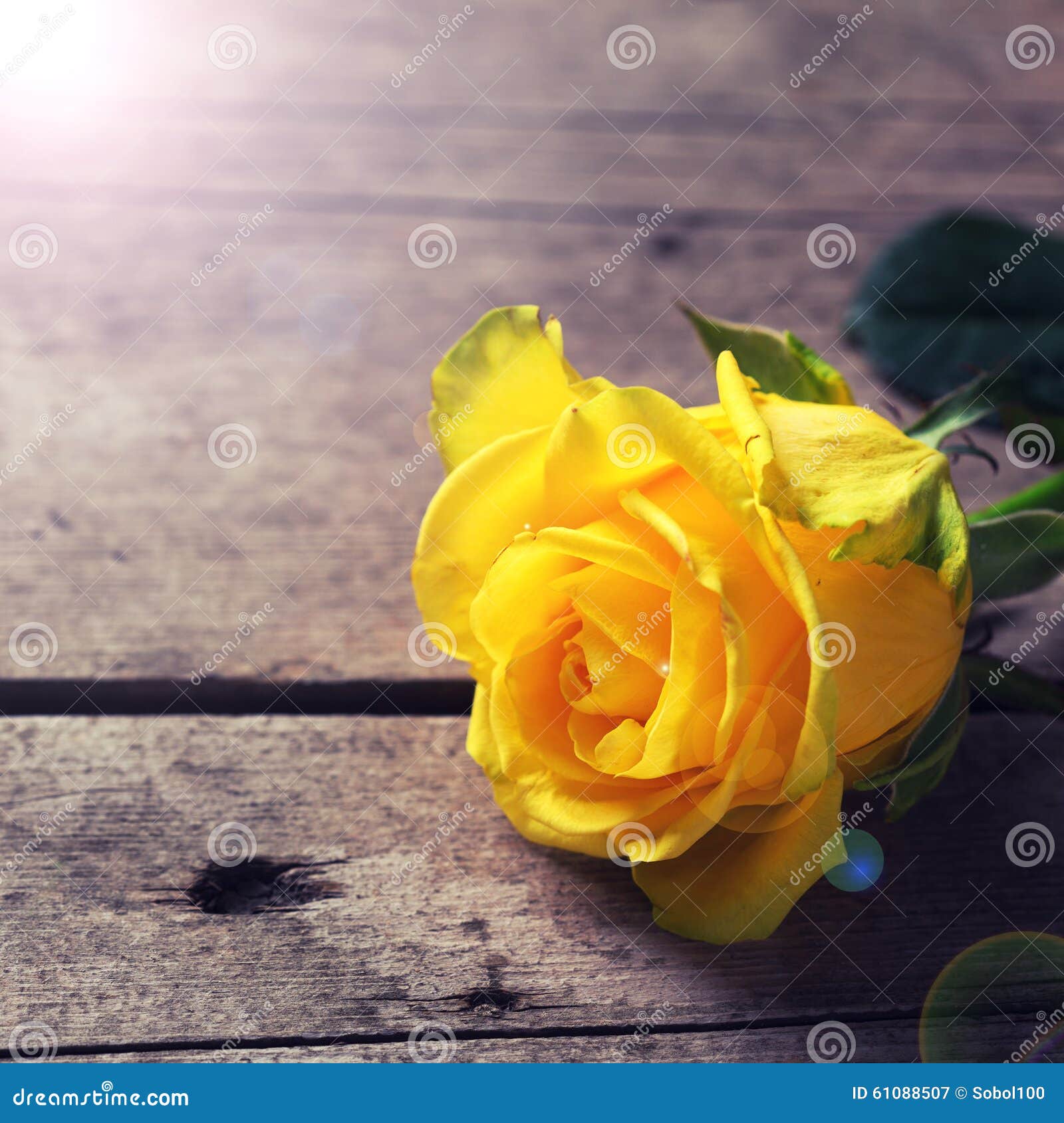 Background with Yellow Rose on Wooden Table Stock Image - Image of post ...