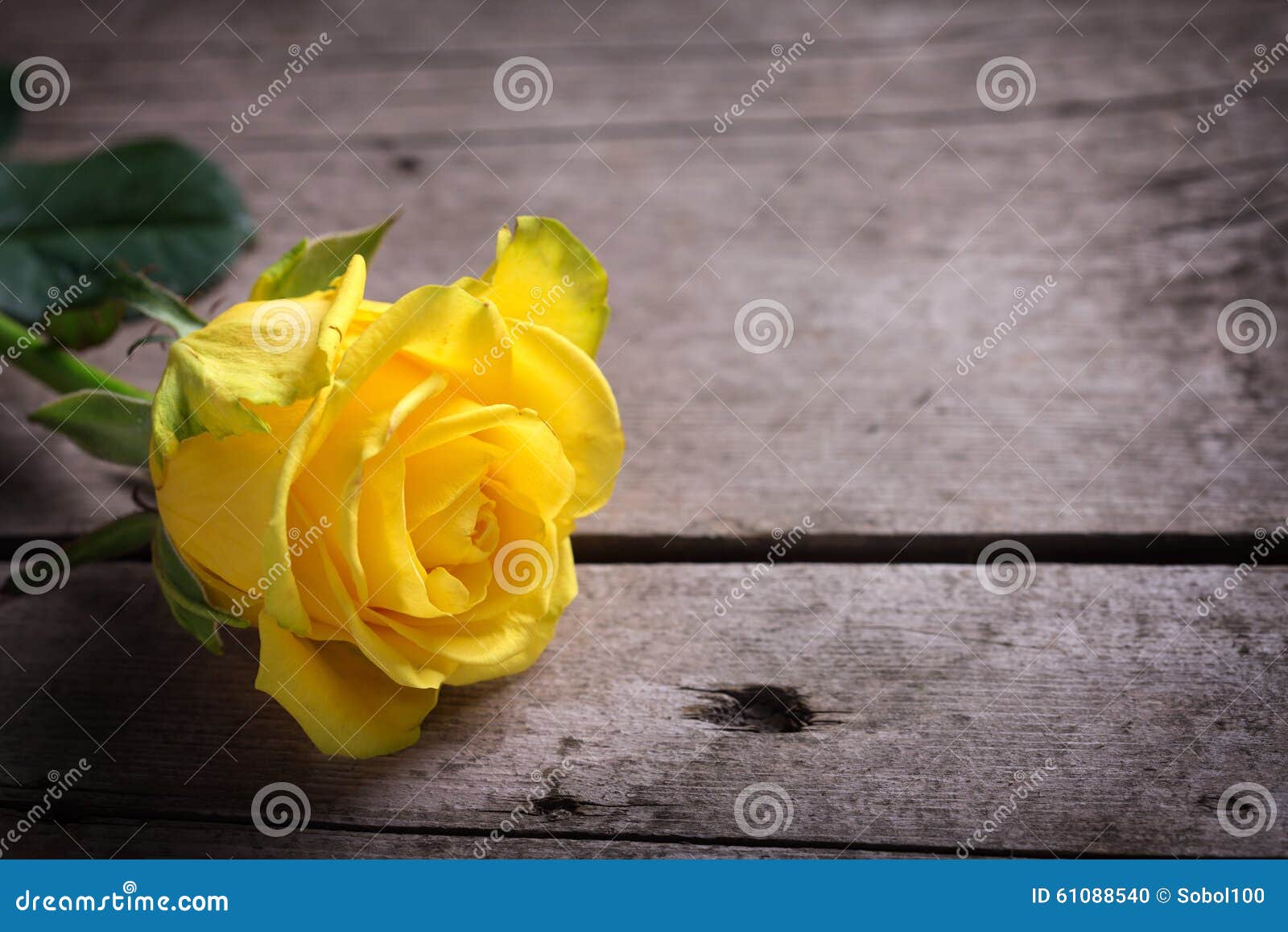 Background with Yellow Rose on Wooden Table Stock Photo - Image of love ...