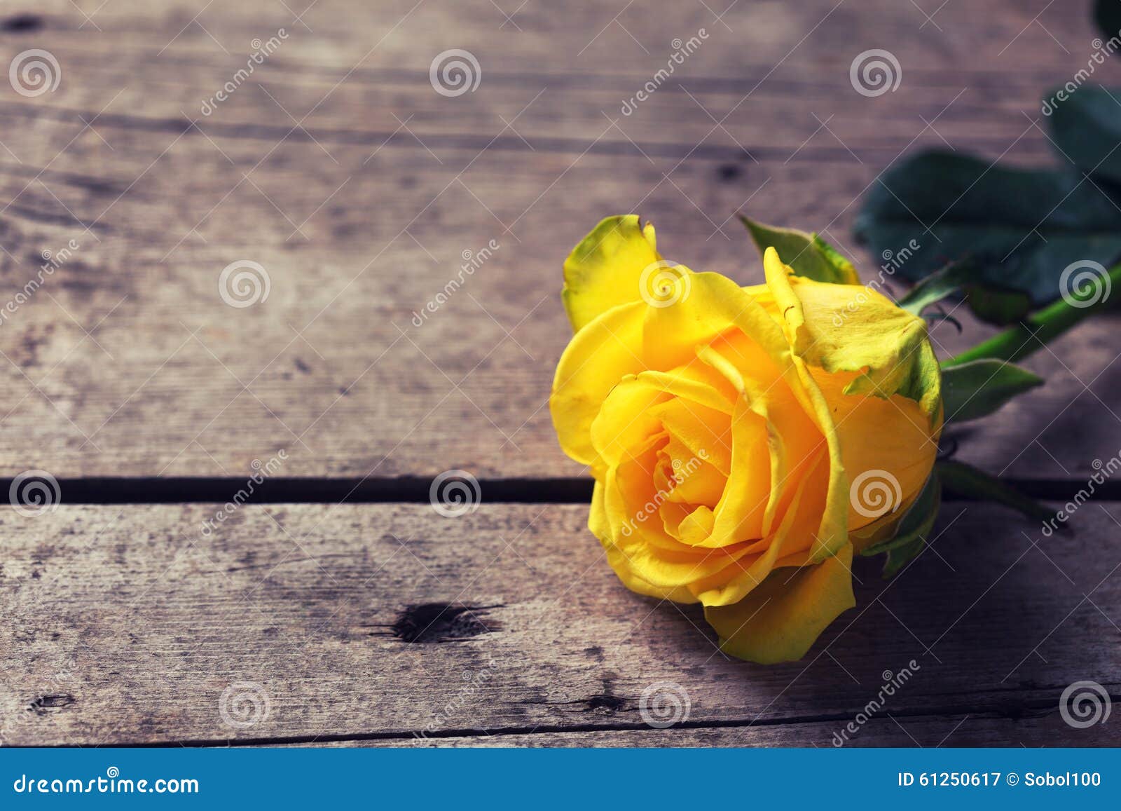 Background with Yellow Rose on Wooden Table Stock Image - Image of ...