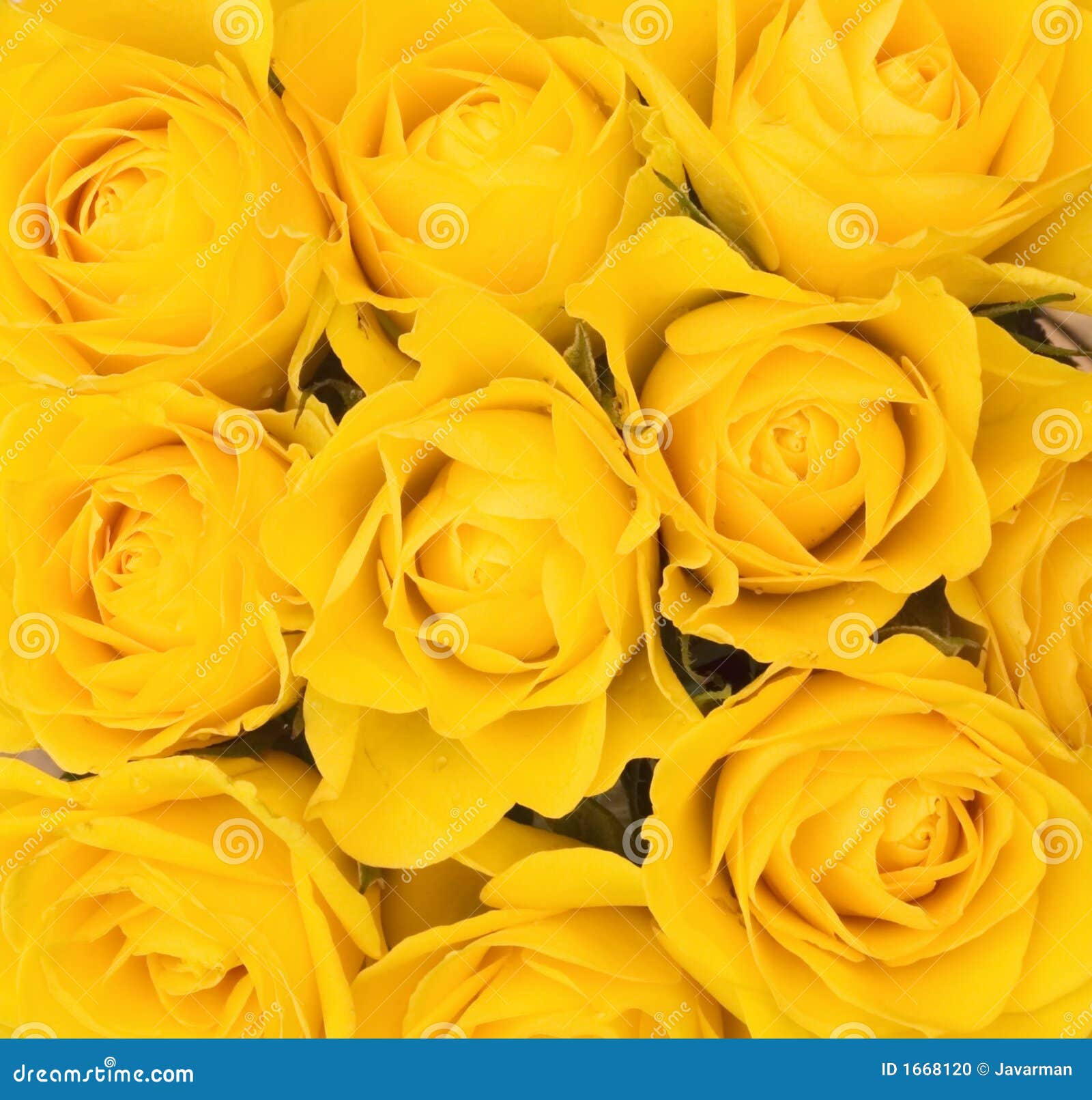 Background of yellow roses stock photo. Image of celebration - 1668120