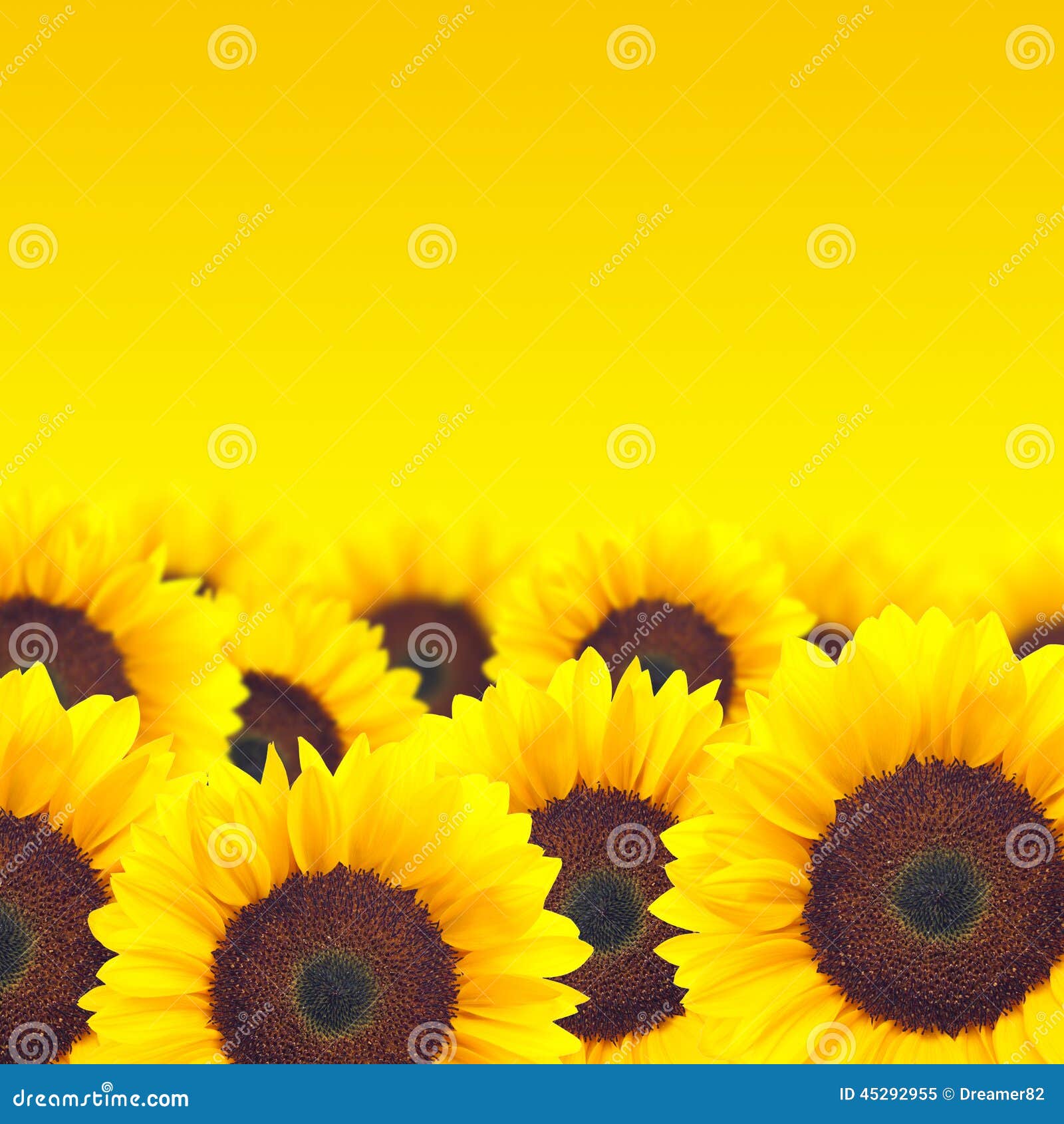 Background Yellow Sunflower. Stock Image - Image of gardening ...