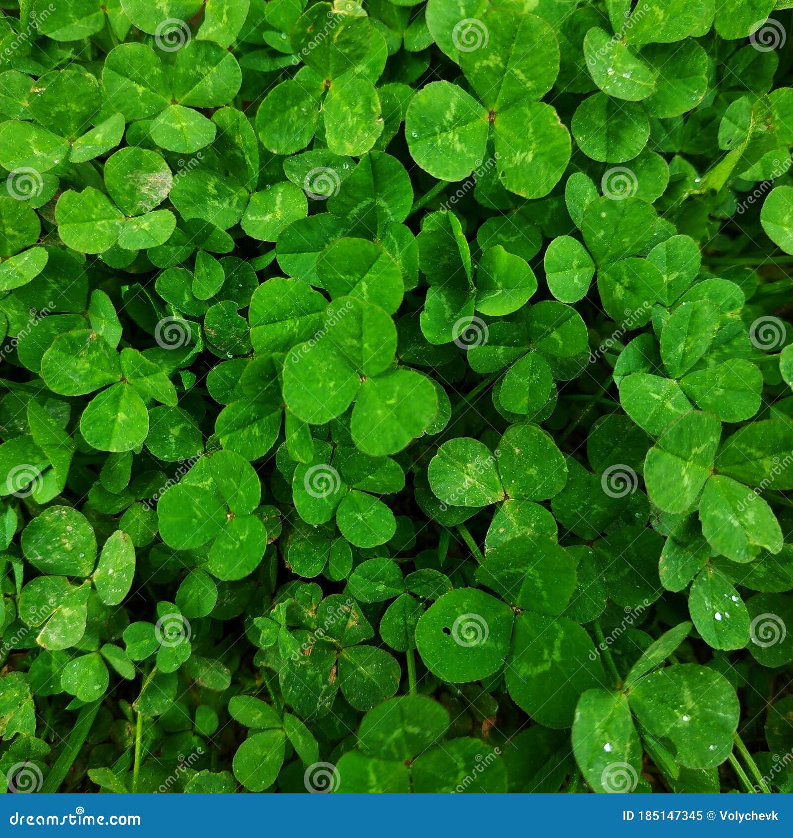 Clover After Rain Beautiful Combination Of Green Clover Stock Photo ...