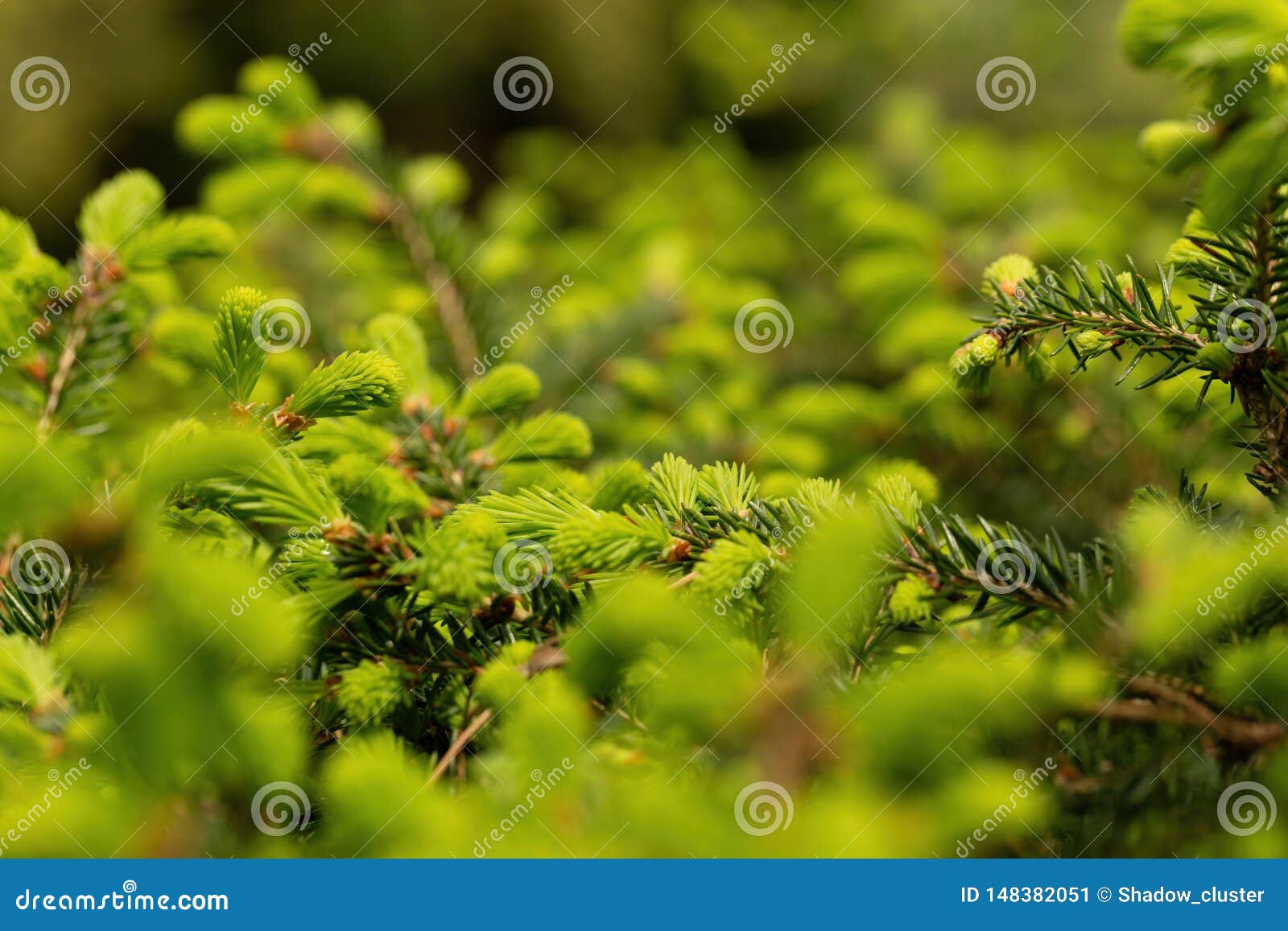 Background with Young Green Conifer Branches in Spring Stock Image ...