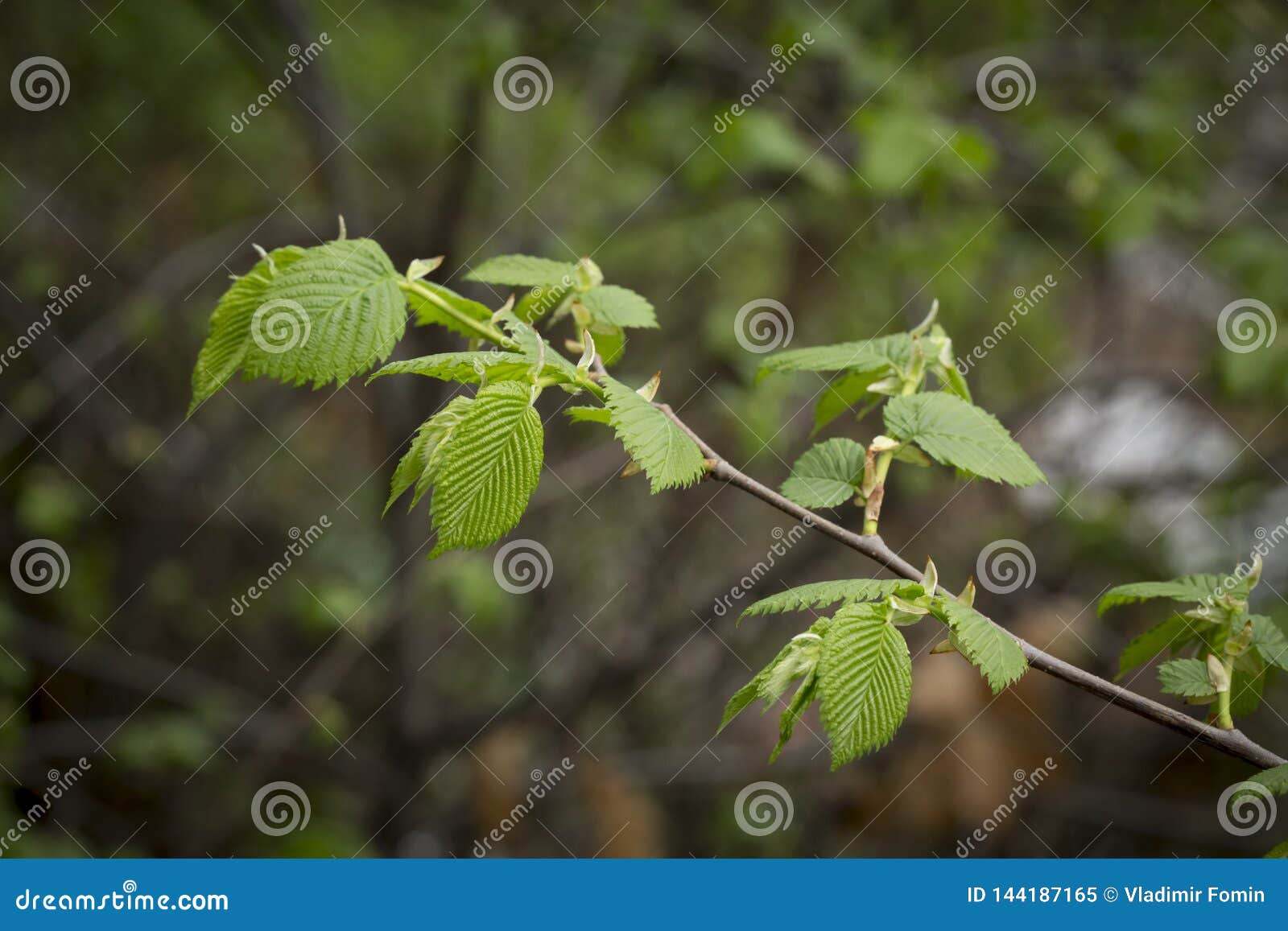 Spring Background with Green Leaves. Stock Image - Image of green, soft ...