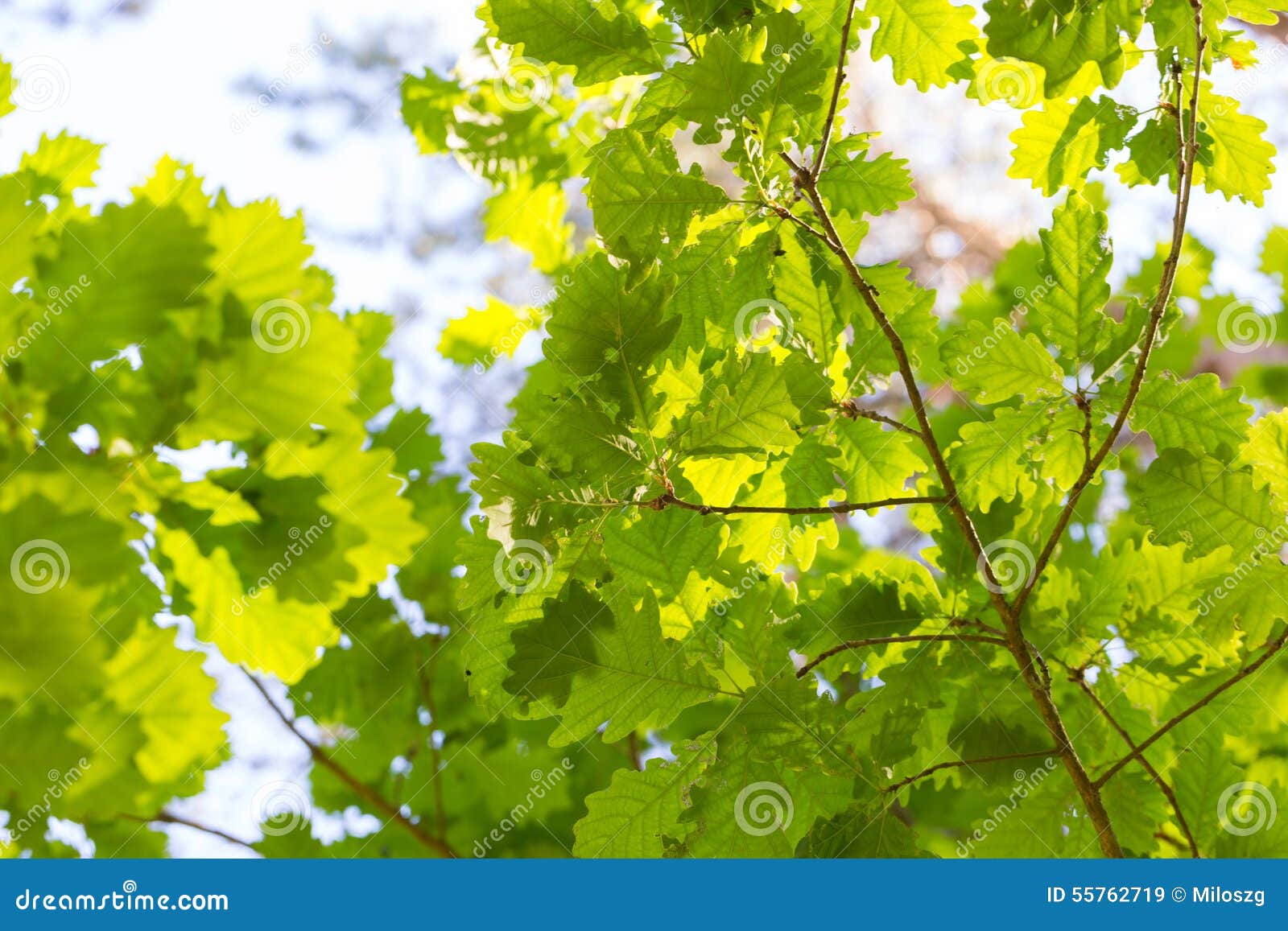 Background of Young Oak Leaves on Branches Stock Image - Image of ...