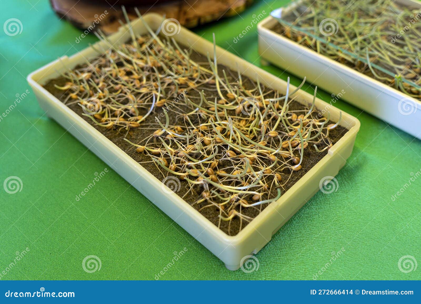 Background of Young Shoots. Growing Sprouts from Grain Close-up Stock ...