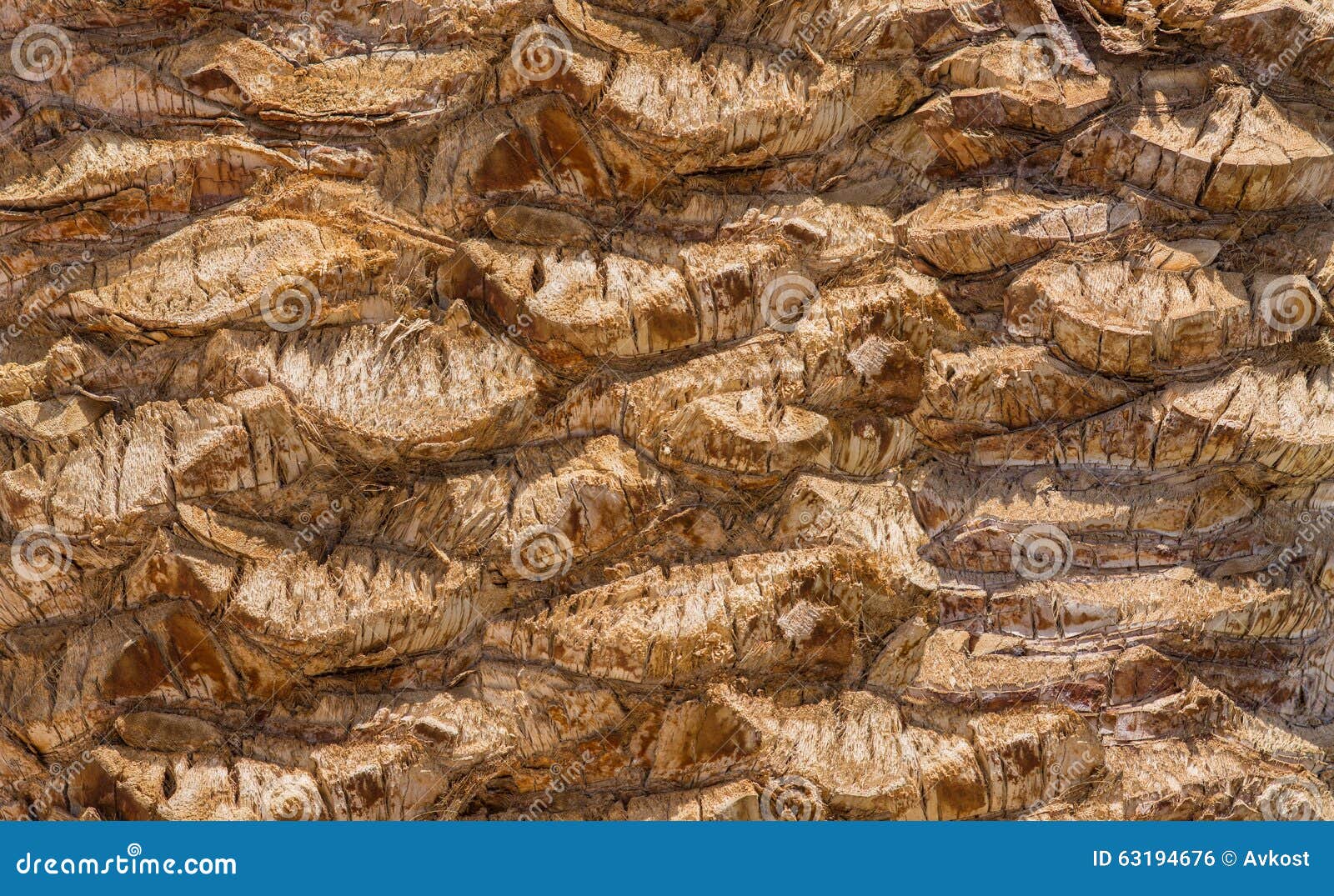 Backgroundon the Basis Texture of Bark of the Date Palm Stock Photo ...