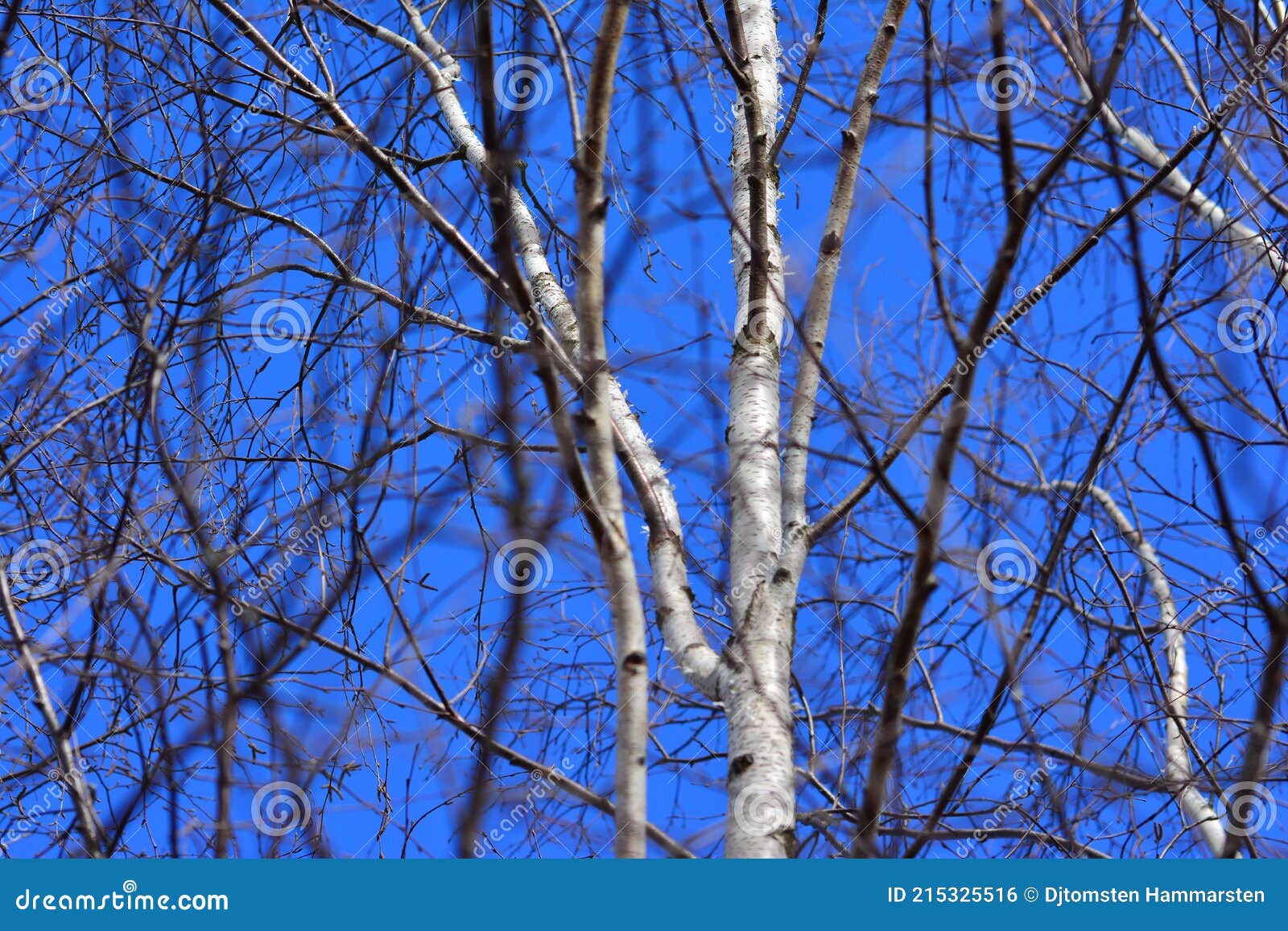 Backgrounds Birches in Spring Stock Photo - Image of green, trees ...
