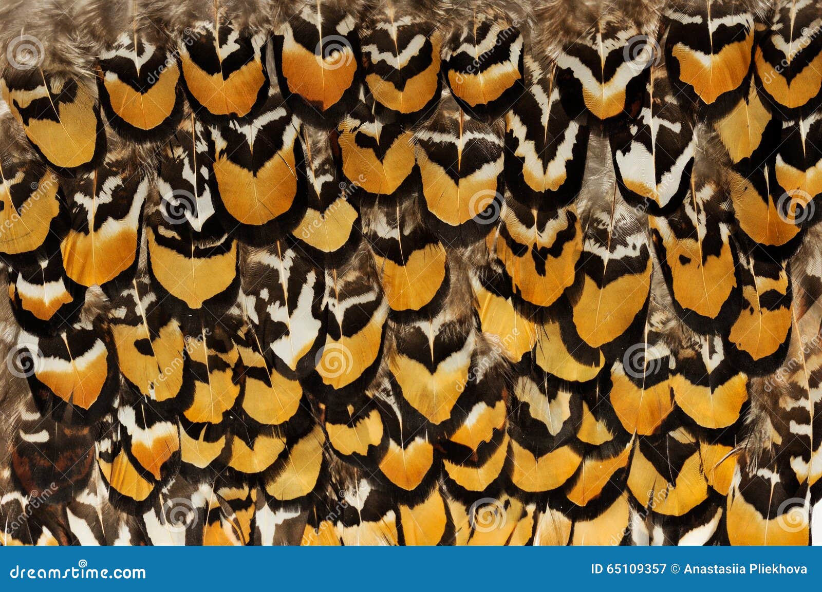 Backgrounds of Birds Feathers. Pheasant Feathers Stock Image - Image of ...