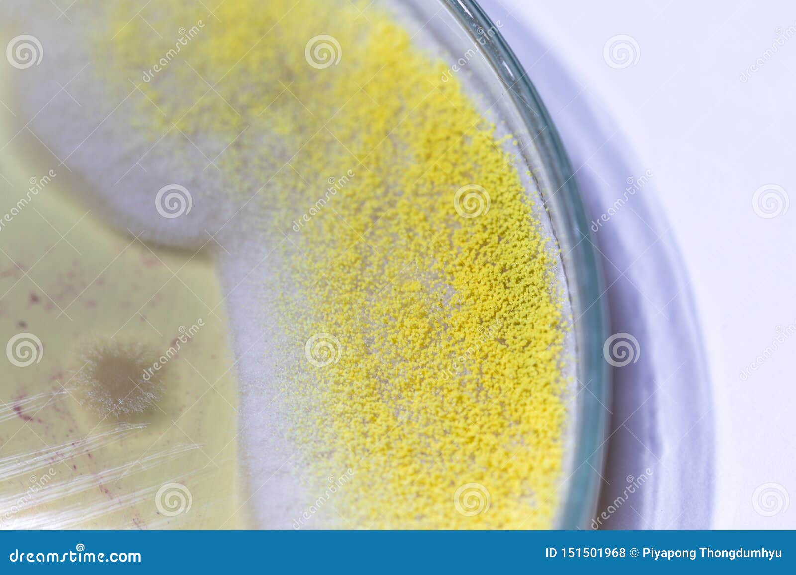 Characteristics and Different Shaped Colony of Bacteria and Mold ...