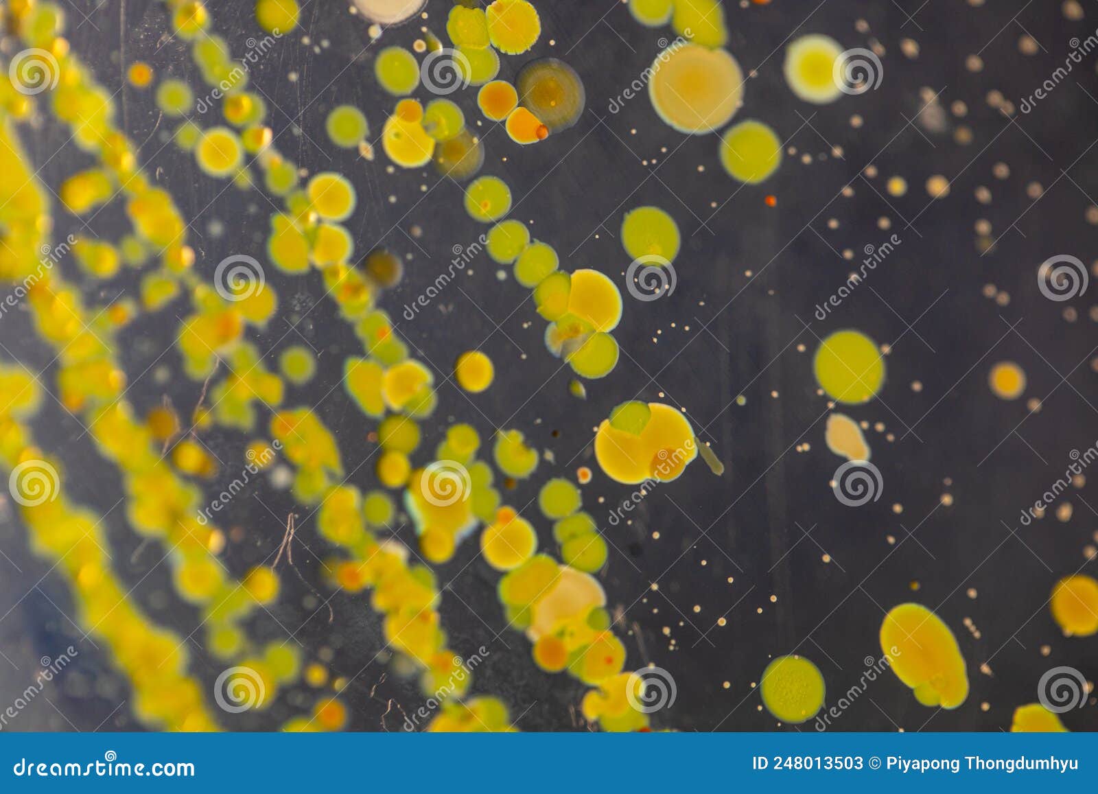 Characteristics and Different Shaped Colony of Bacteria and Mold ...
