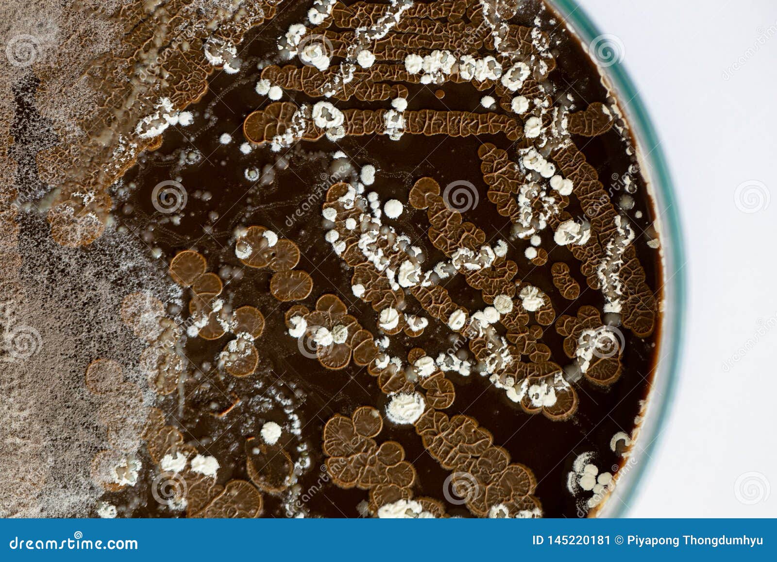 Different Shaped Colony Of Bacteria And Mold Growing On Agar Plates ...