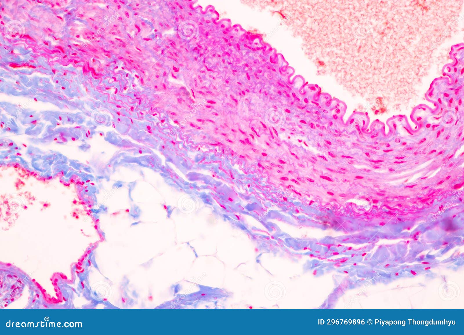 Human Nervous System Under the Microscope in Lab. Stock Photo - Image ...