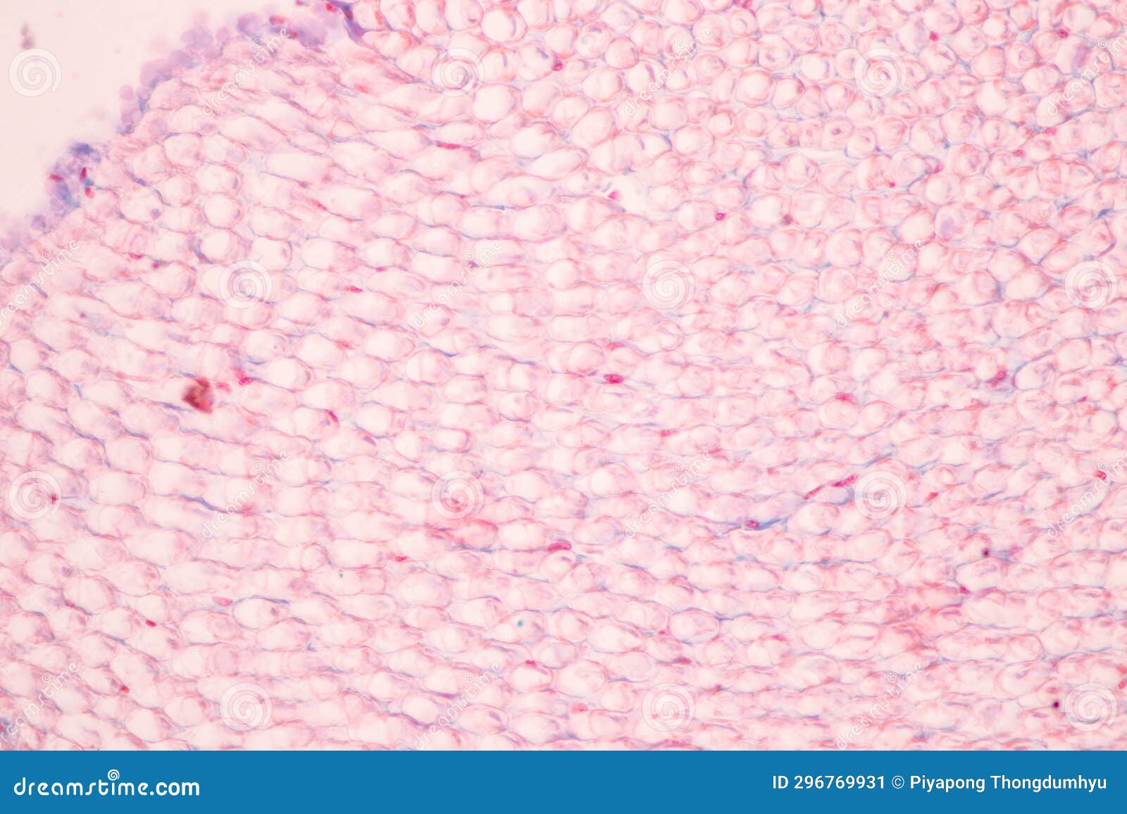 Human Nervous System Under the Microscope in Lab. Stock Image - Image ...