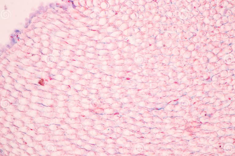 Human Nervous System Under the Microscope in Lab. Stock Image - Image ...