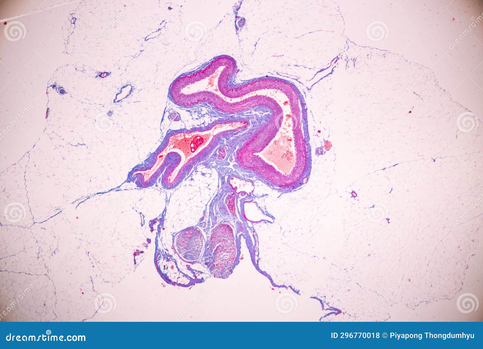 Human Nervous System Under the Microscope in Lab. Stock Photo - Image ...