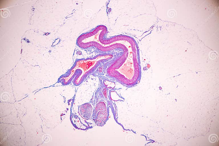 Human Nervous System Under the Microscope in Lab. Stock Photo - Image ...