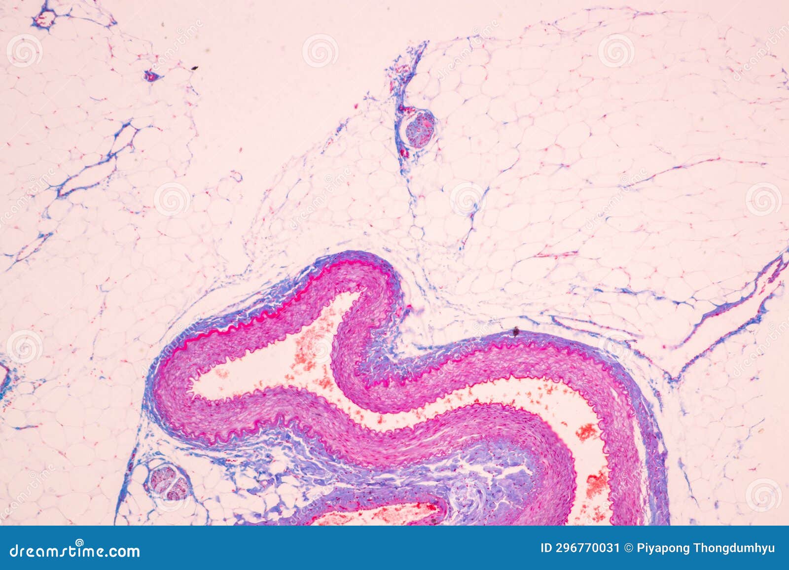 Human Nervous System Under the Microscope in Lab. Stock Image - Image ...