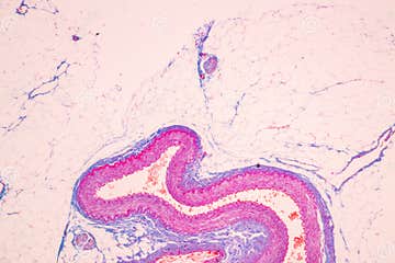 Human Nervous System Under the Microscope in Lab. Stock Image - Image ...