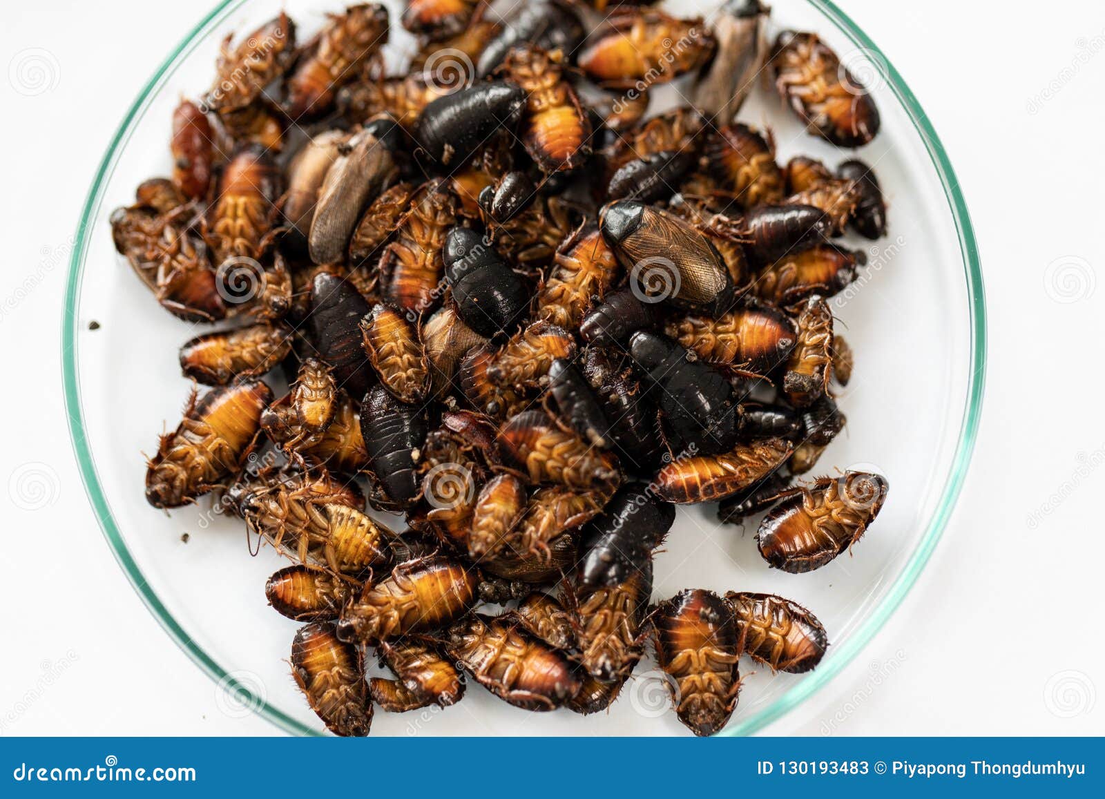 Close-up Cockroach for Study Finding Parasites in Laboratory. Stock ...