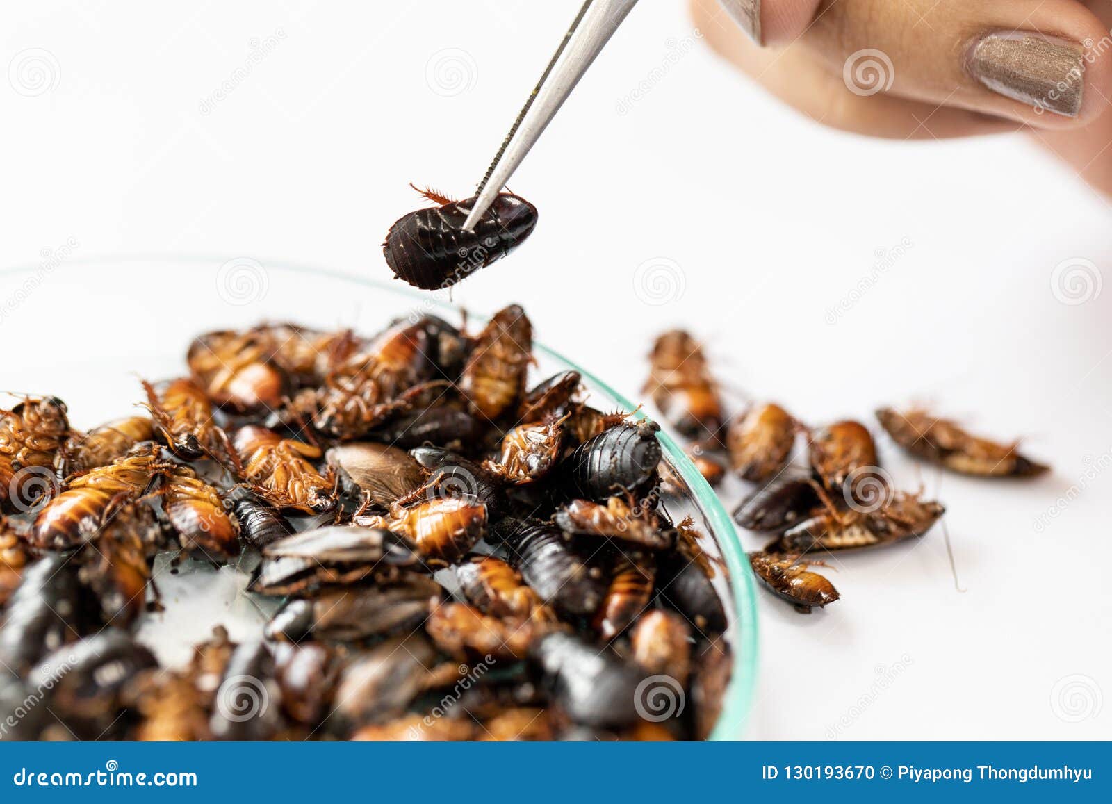 Close-up Cockroach for Study Finding Parasites in Laboratory. Stock ...