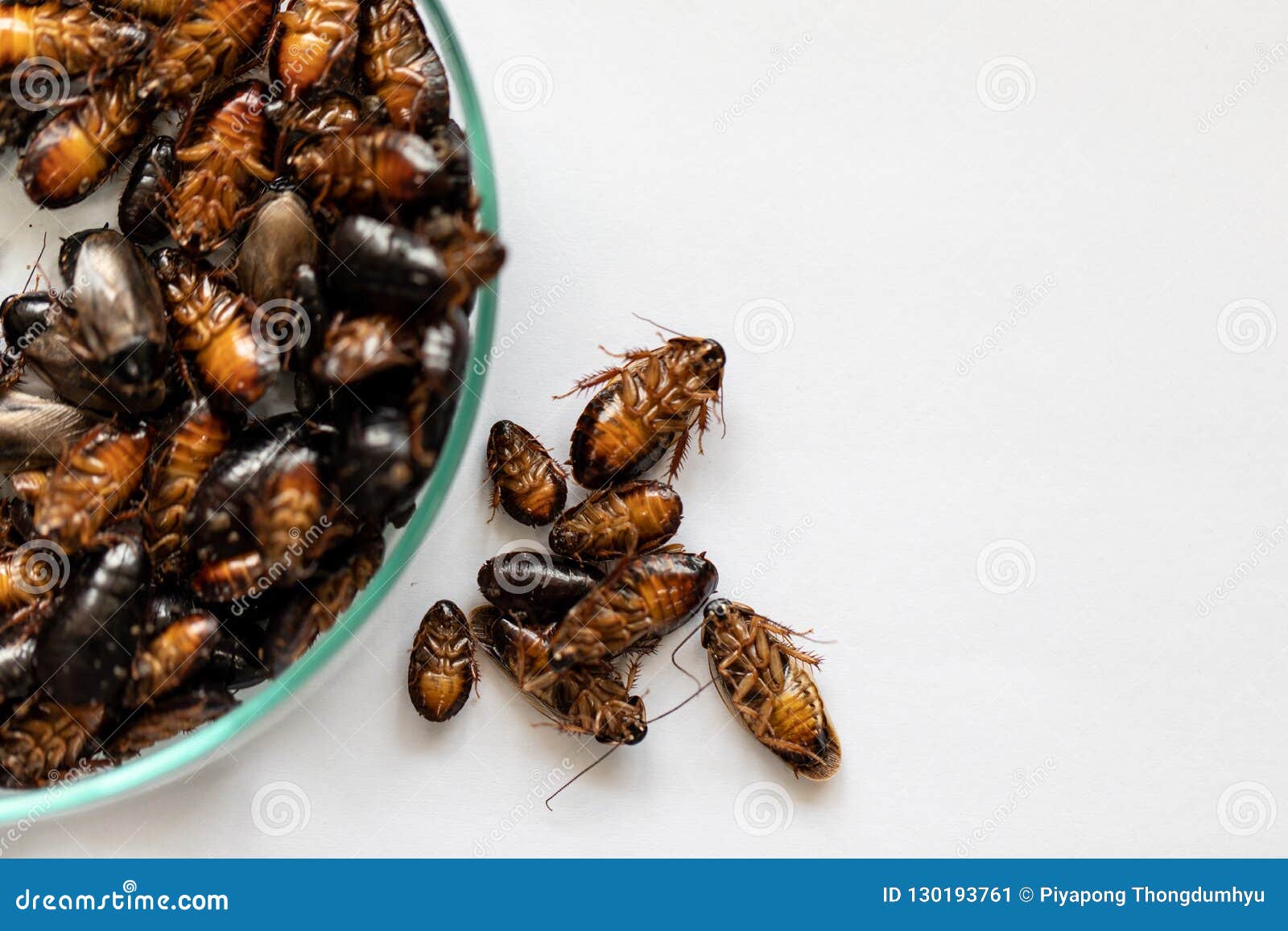 Close-up Cockroach for Study Finding Parasites in Laboratory. Stock ...