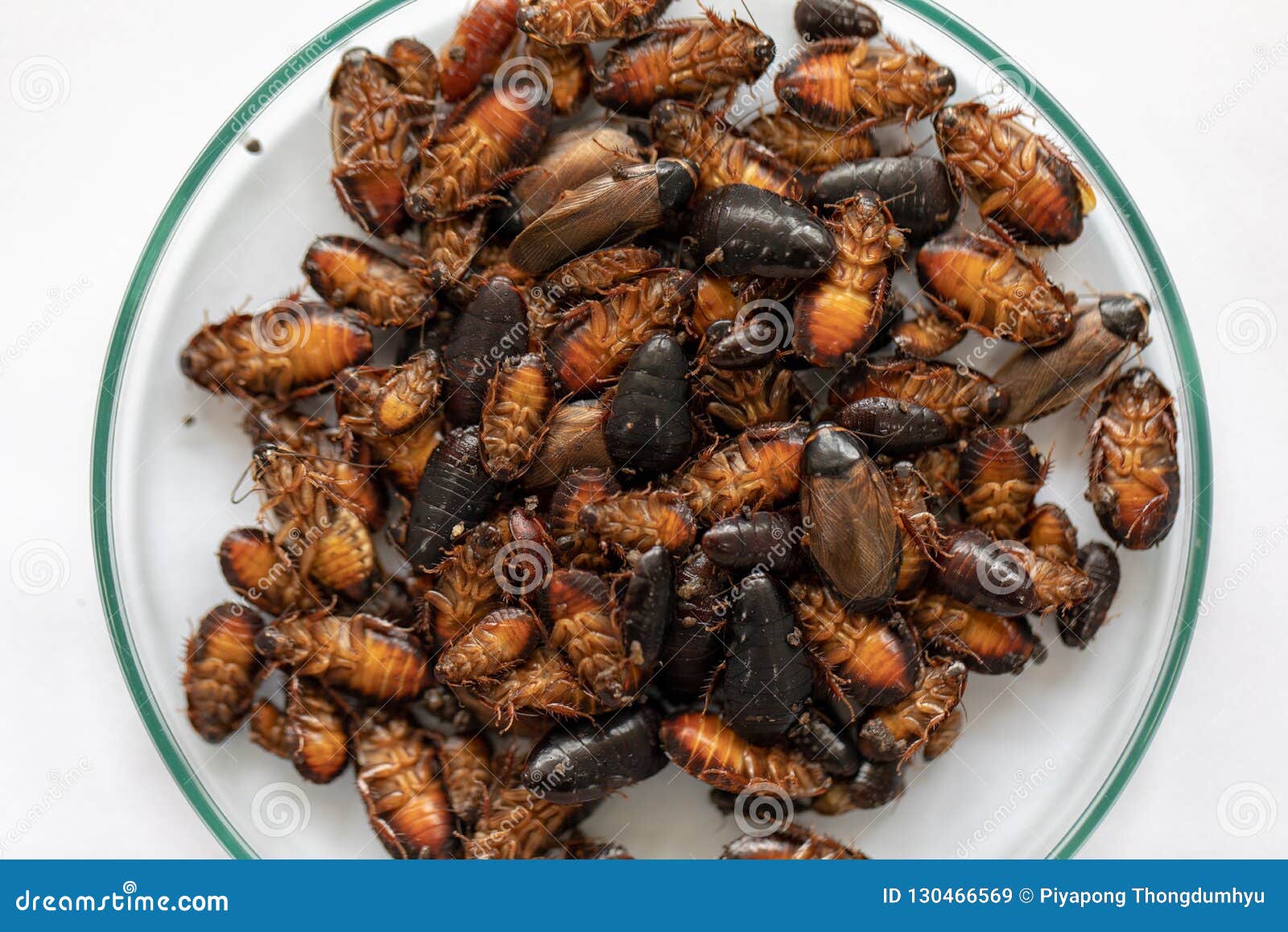 Close-up Cockroach for Study Finding Parasites in Laboratory. Stock ...
