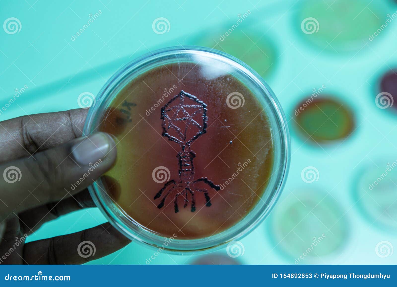 Colony Characteristics of Bacteria in Petri Dish for Education. Stock ...
