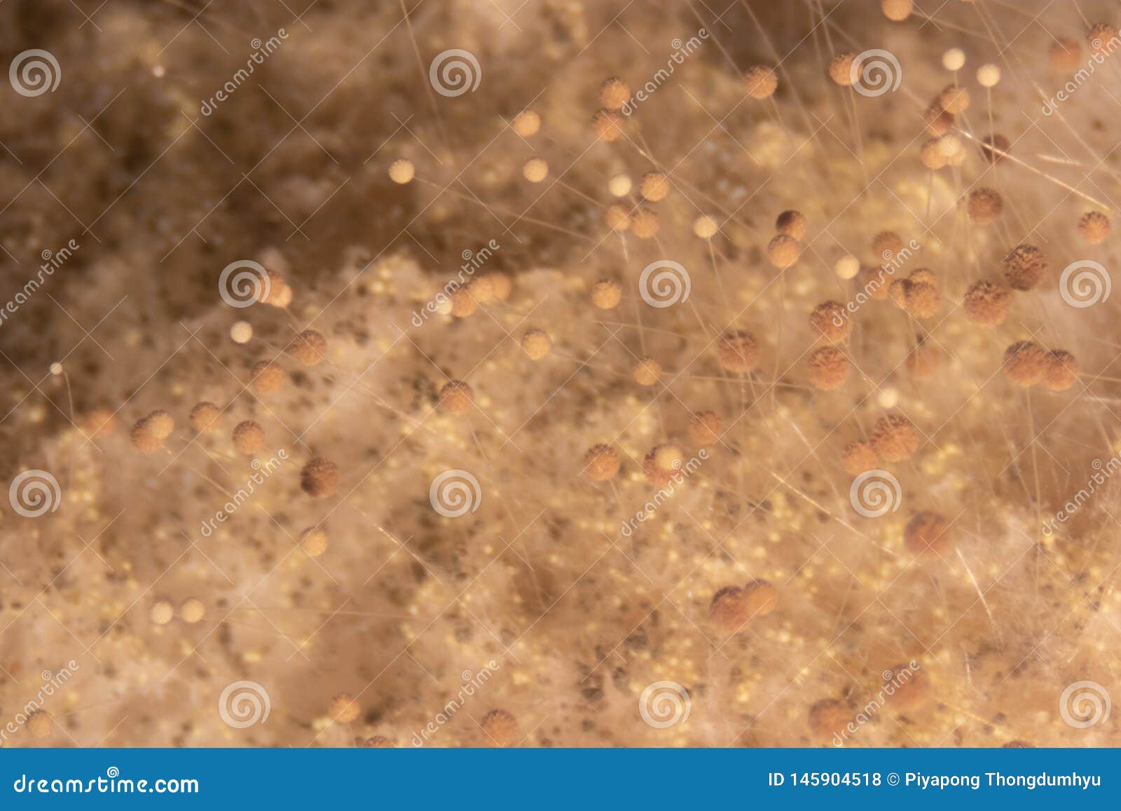 Colony Characteristics of Mold Under the Microscope. Stock Photo ...