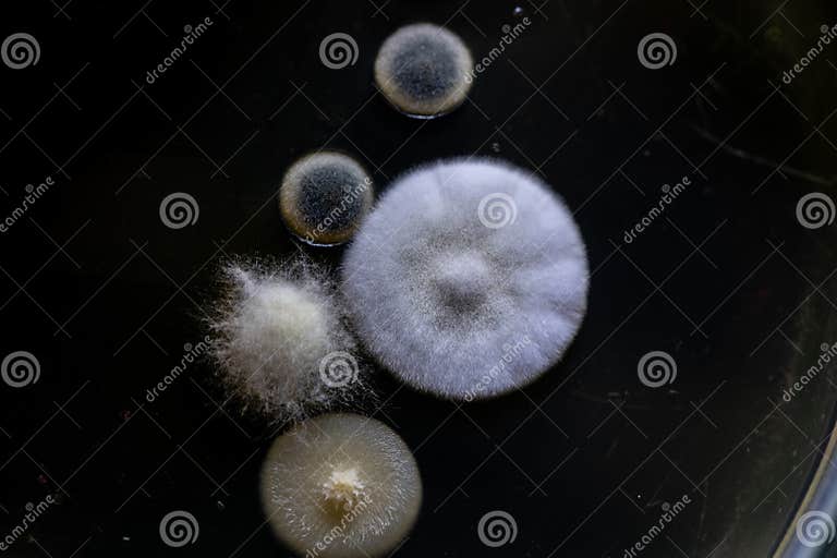 Colony Characteristics of Mold Under the Microscope. Stock Photo ...