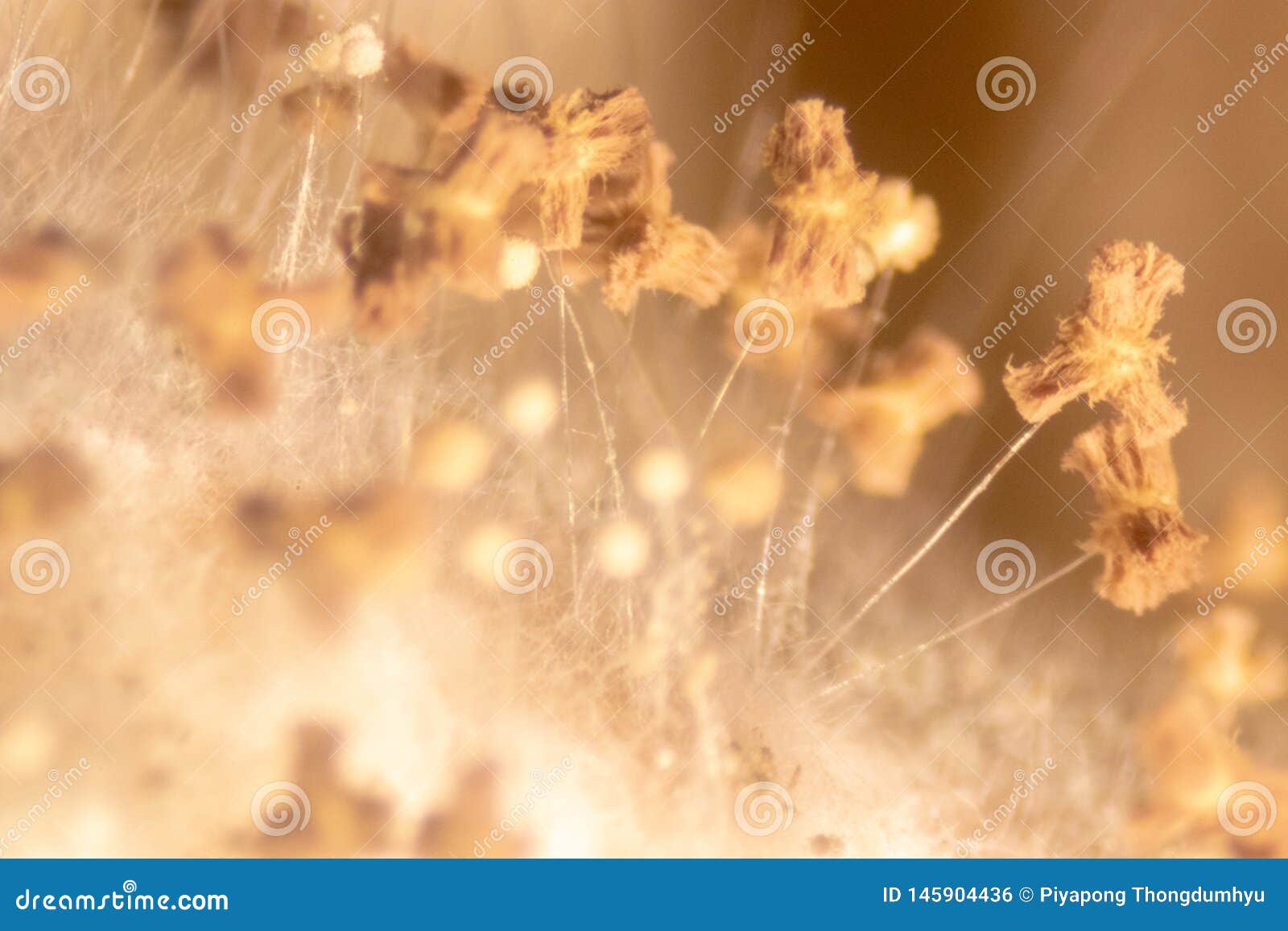 Colony Characteristics of Mold Under the Microscope. Stock Photo ...