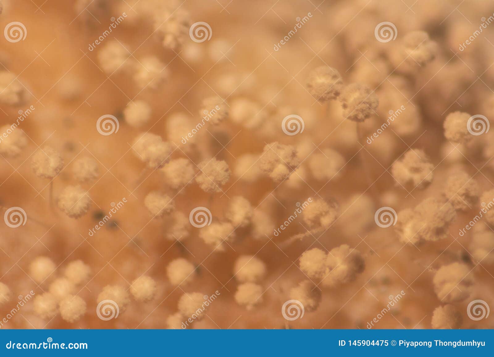Colony Characteristics of Mold Under the Microscope. Stock Image ...