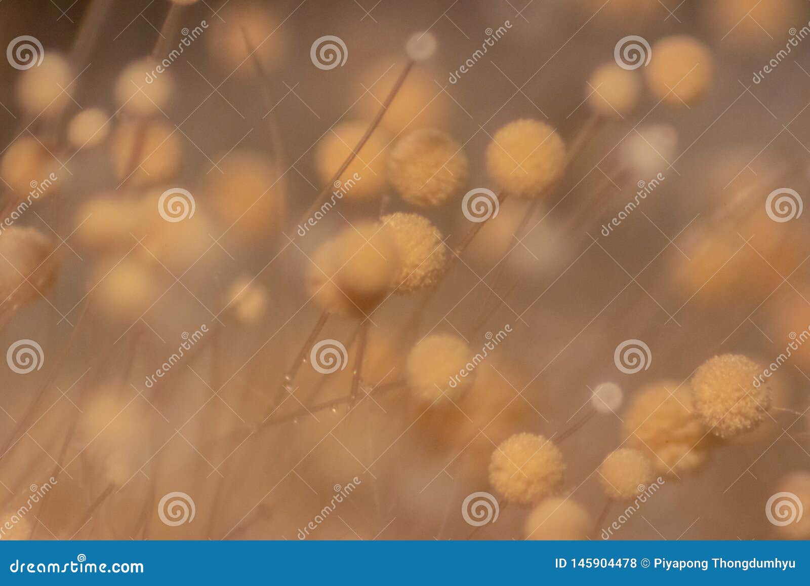 Colony Characteristics of Mold Under the Microscope. Stock Photo ...