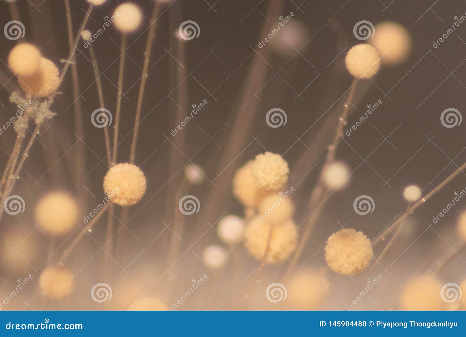 Colony Characteristics of Mold Under the Microscope. Stock Photo ...