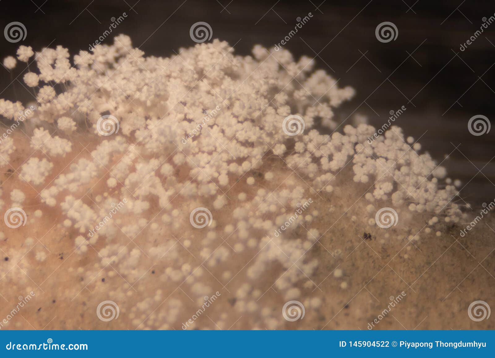 Colony Characteristics of Mold Under the Microscope. Stock Photo ...