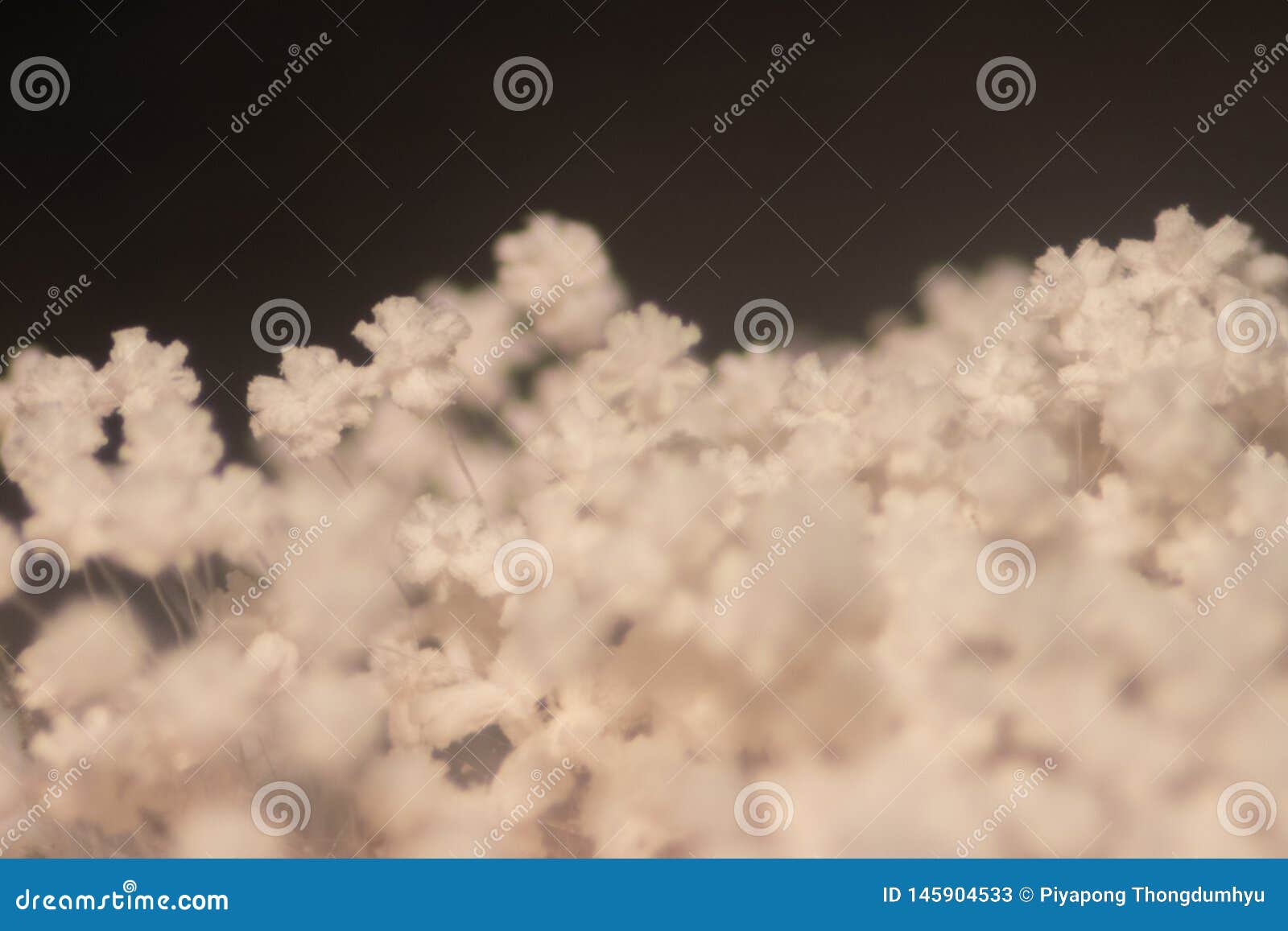 Colony Characteristics of Mold Under the Microscope. Stock Image ...