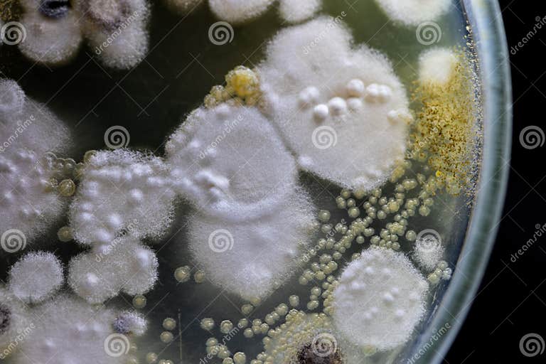 Colony Characteristics of Mold Under the Microscope. Stock Image ...