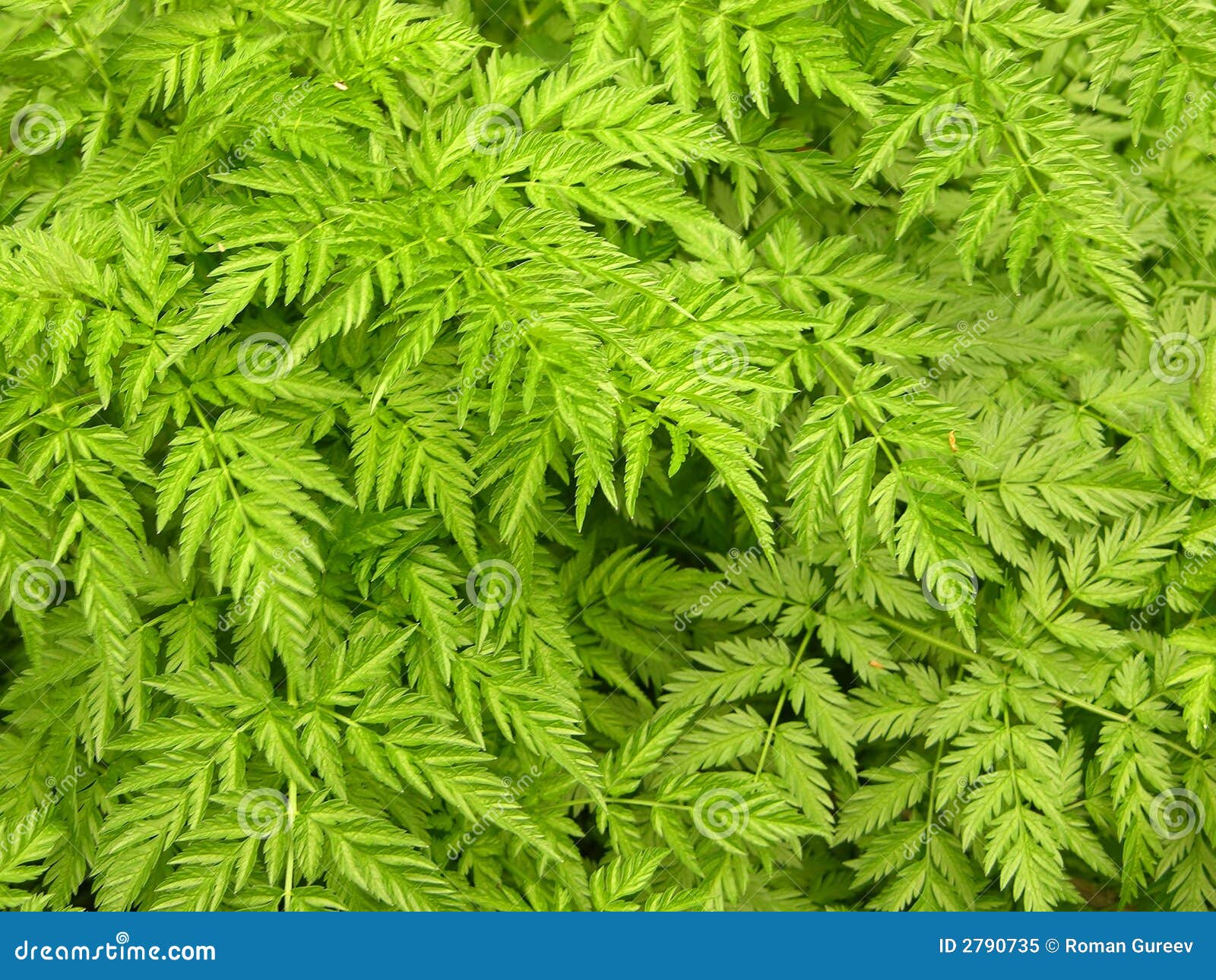 Backgrounds-fern stock image. Image of close, outdoors - 2790735